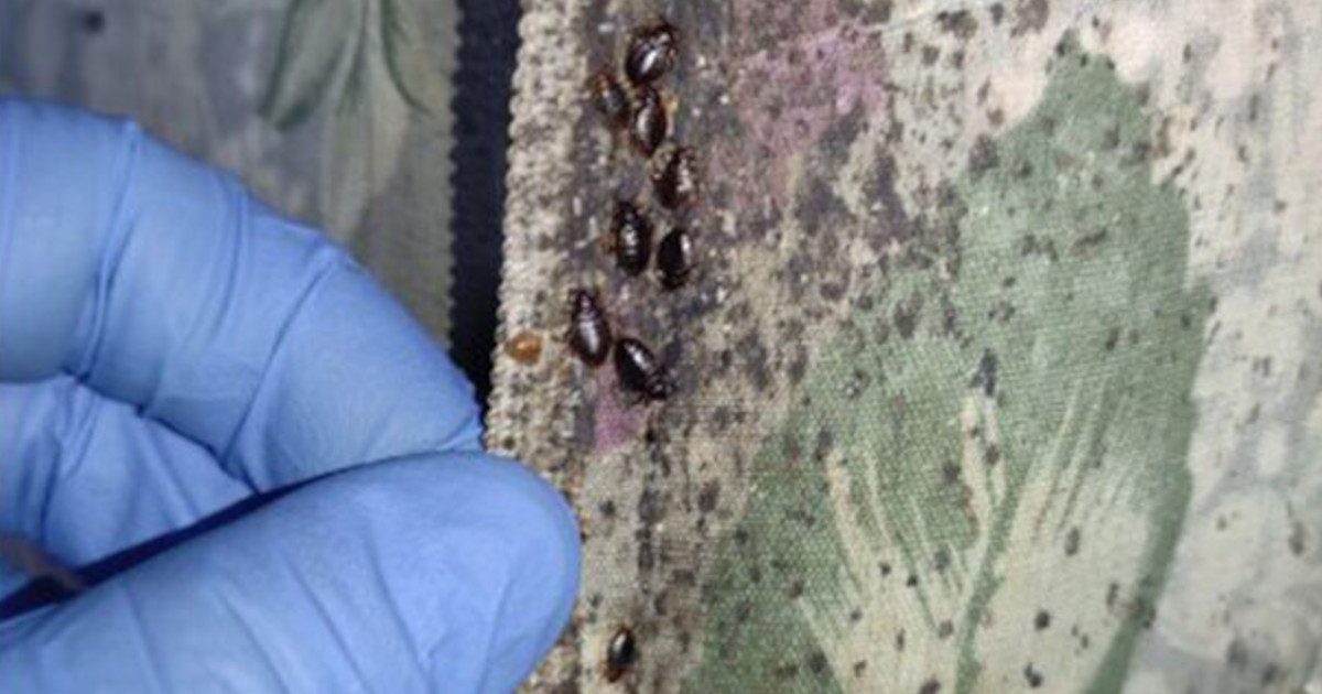 Plaga de chinches se extiende a más provincias de Cuba